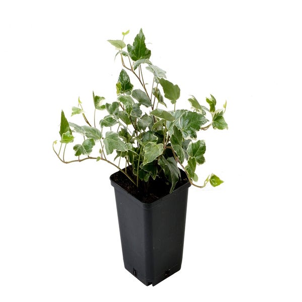 Klimop (Hedera helix 'Glacier')