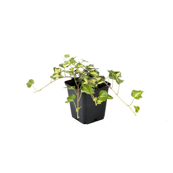 Klimop (Hedera helix 'Goldheart')