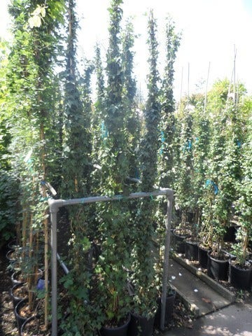 Kleinbladige Klimop (Hedera helix) | Directplant
