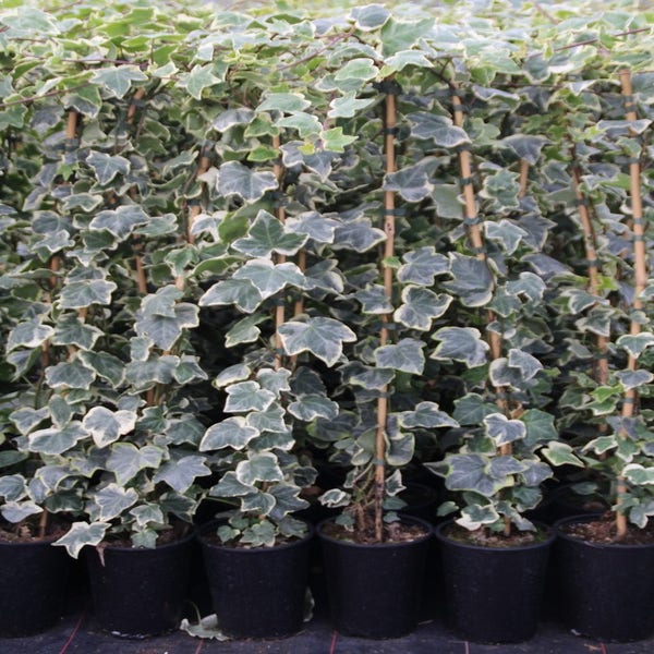 Klimop (Hedera helix 'Glacier')