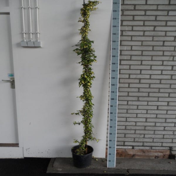 Klimop (Hedera helix 'Goldheart')