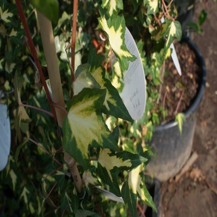 Klimop (Hedera helix 'Goldheart')