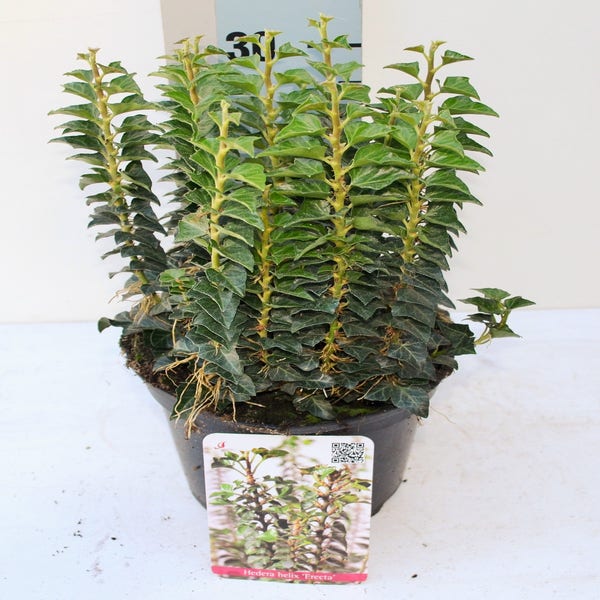 Struikklimop (Hedera helix 'Erecta')
