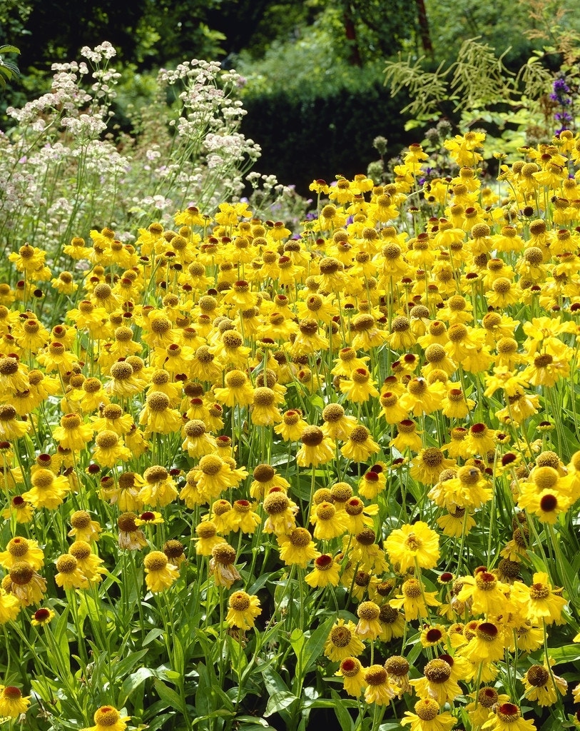 Zonnekruid (Helenium bigelovii 'The Bishop') | Directplant