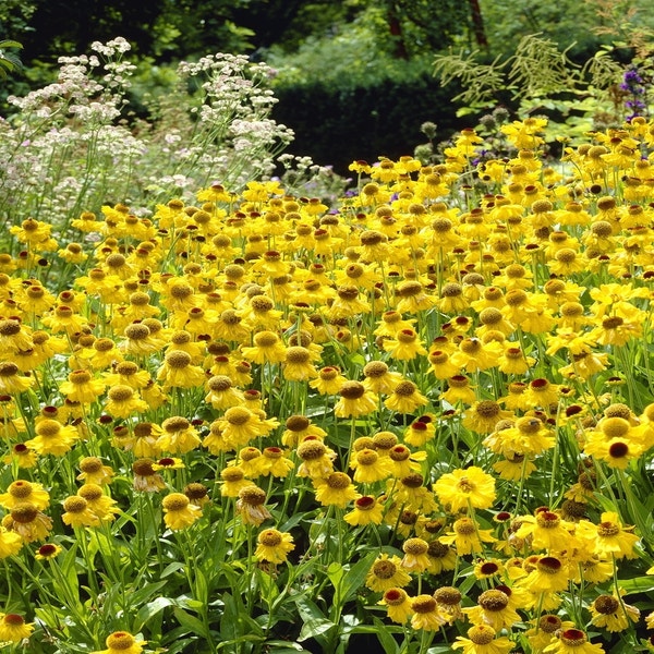 Zonnekruid (Helenium bigelovii 'The Bishop')