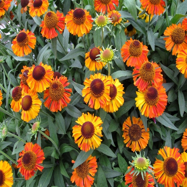 Zonnekruid (Helenium 'Short 'n Sassy')