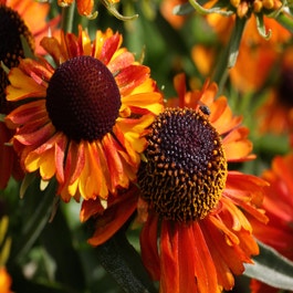 Zonnekruid (Helenium 'Short 'n Sassy')