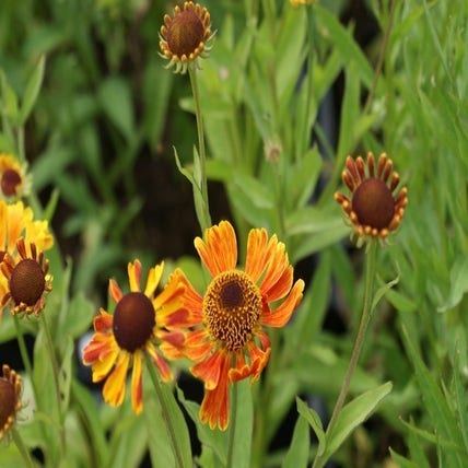 Zonnekruid (Helenium 'Waltraut')