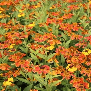 Zonnekruid (Helenium 'Waltraut')