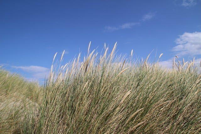 Helmgras (Ammophilla arenaria) | Directplant