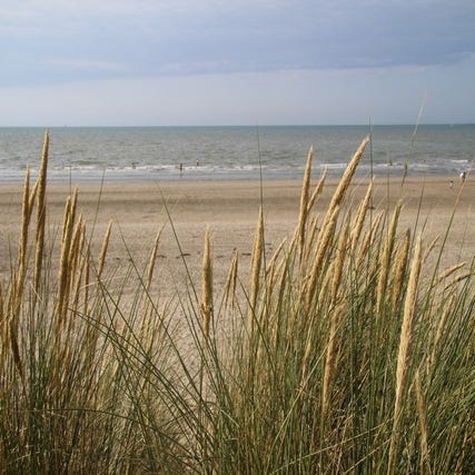 Helmgras (Ammophilla arenaria) | Directplant