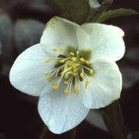 Kerstroos (Helleborus niger)