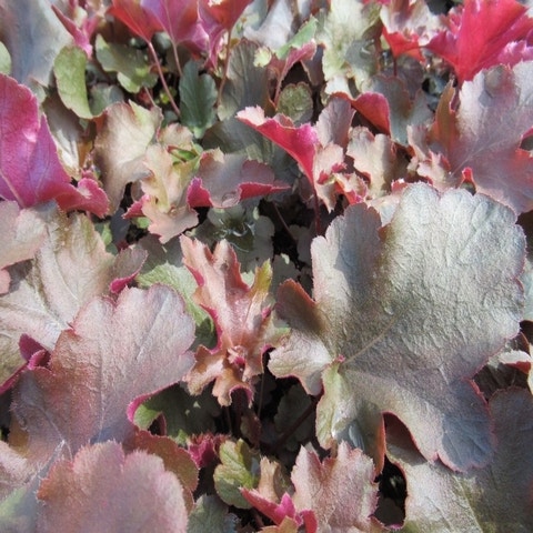 Purperklokje (Heuchera 'Chocolate Ruffles')