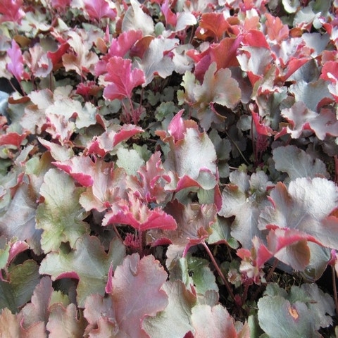 Purperklokje (Heuchera 'Chocolate Ruffles')