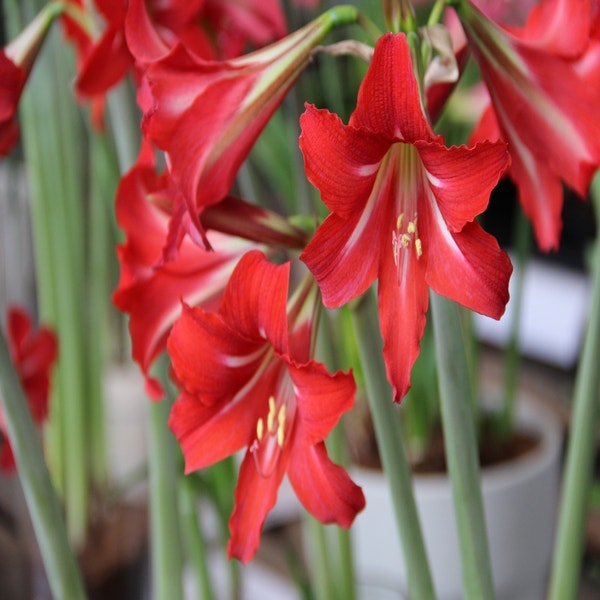 Tuinamaryllis (Hippeastrum 'Sonatini Balentino')