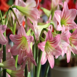 Tuinamaryllis (Hippeastrum 'Sonatini Pink Rascal'_