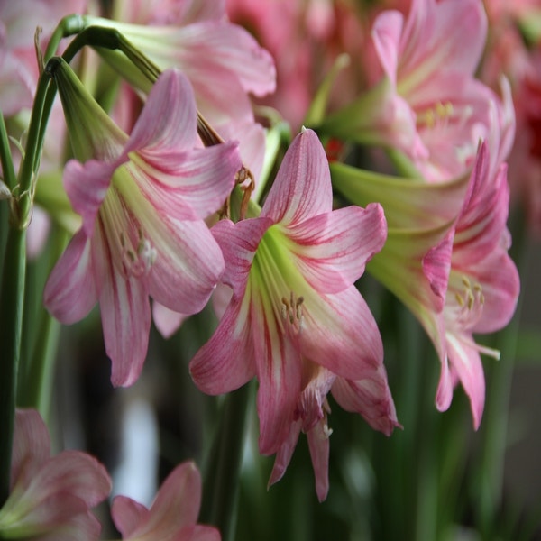 Tuinamaryllis (Hippeastrum 'Sonatini Pink Rascal'_