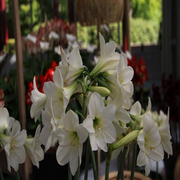 Tuinamaryllis (Hippeastrum 'Sonatini White Rascal')