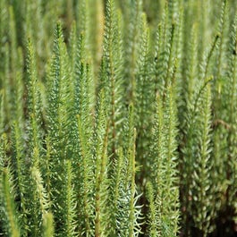 Lidsteng (Hippuris vulgaris)