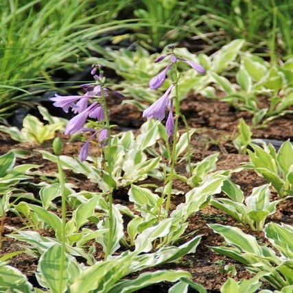 Funkia/Hartlelie (Hosta 'Ground Master')