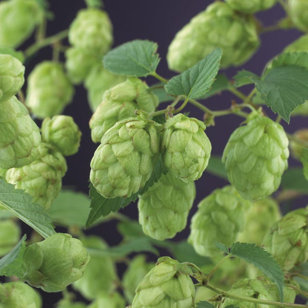 Hop (Humulus lupulus' Nordbrau')