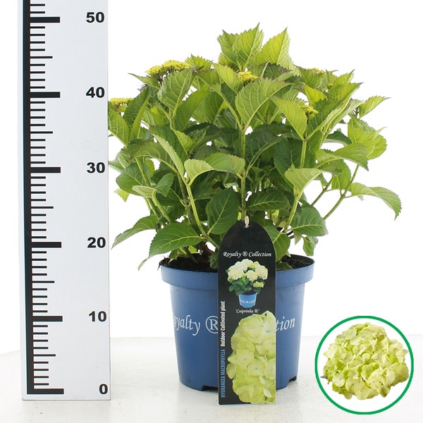Hortensia 'Caipirinha' (Hydrangea 'Royalty Collection')
