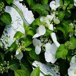 Hortensia (Hydrangea hybr. 'Runaway Bride')