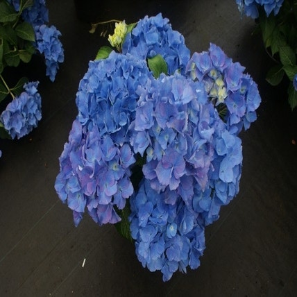 Hortensia (Hydrangea macrophylla 'Baby Blue')
