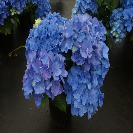 Hortensia (Hydrangea macrophylla 'Baby Blue')