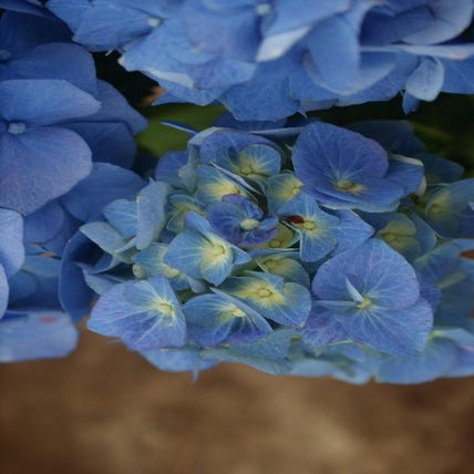 Bolhortensia (Hydrangea macrophylla 'Early Blue')
