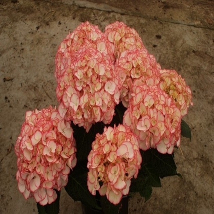 Hortensia (Hydrangea macrophylla 'Chique')