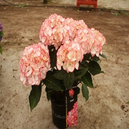 Hortensia (Hydrangea macrophylla 'Chique')