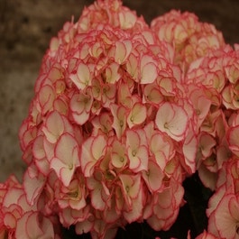 Hortensia (Hydrangea macrophylla 'Chique')