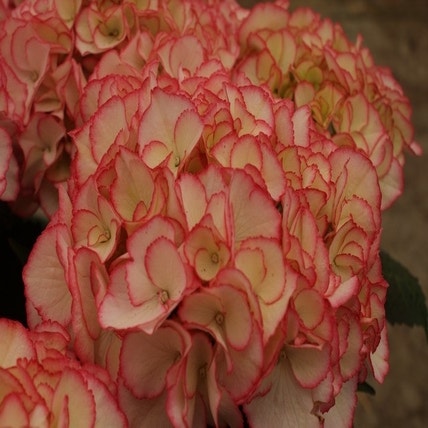 Hortensia (Hydrangea macrophylla 'Chique')
