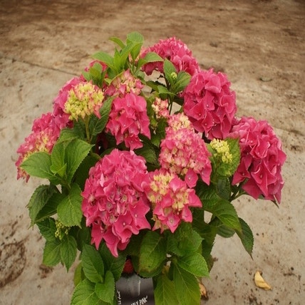 Hortensia (Hydrangea macrophylla 'Early Pink')