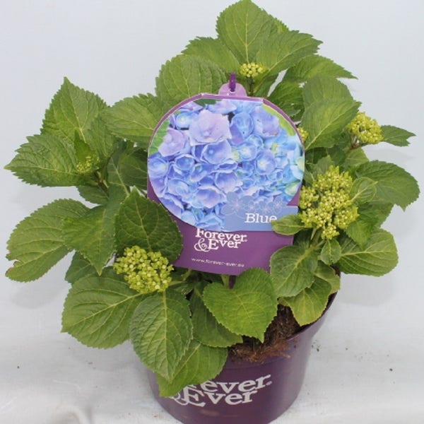 Hortensia blauw (Hydrangea 'Forever&Ever')