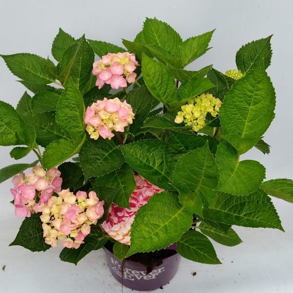 Hortensia roze (Hydrangea 'Forever&Ever' pink)