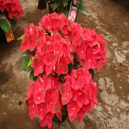 Hortensia (Hydrangea macrophylla 'Green Shadow')