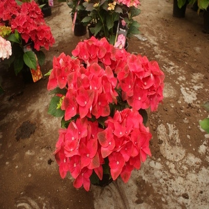 Hortensia (Hydrangea macrophylla 'Green Shadow')