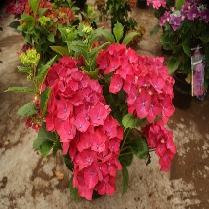 Hortensia (Hydrangea macrophylla 'Hot Red Violet')