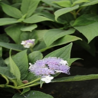 Hortensia (Hydrangea involucrata)