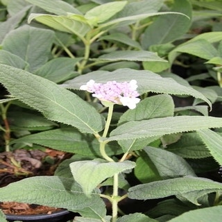 Hortensia (Hydrangea involucrata)