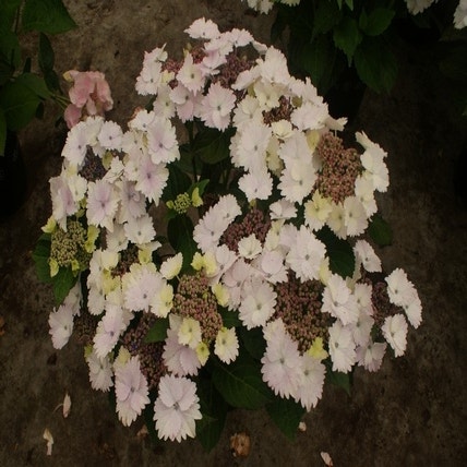 Hortensia (Hydrangea macro. 'Koria')