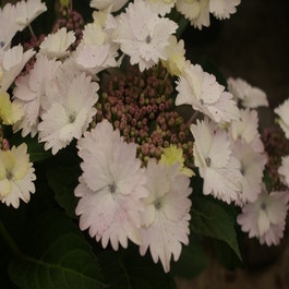Hortensia (Hydrangea macro. 'Koria')