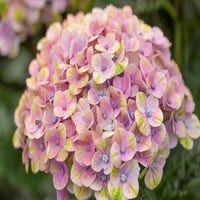 Hortensia (Hydrangea Magical Coral Blue) | Directplant