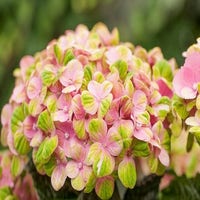 Hortensia (Hydrangea Magical Coral Pink) | Directplant