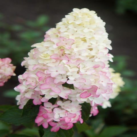Pluimhortensia (Hydrangea paniculata 'Fraise Melba')