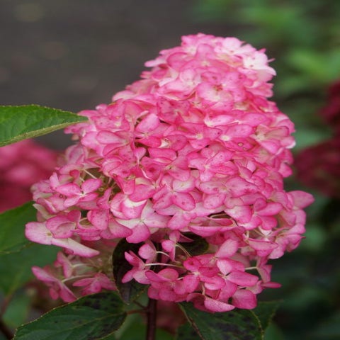 Pluimhortensia (Hydrangea paniculata 'Fraise Melba')