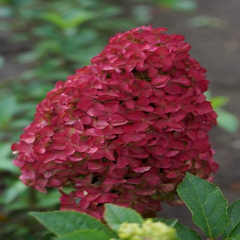 Pluimhortensia (Hydrangea paniculata 'Fraise Melba')