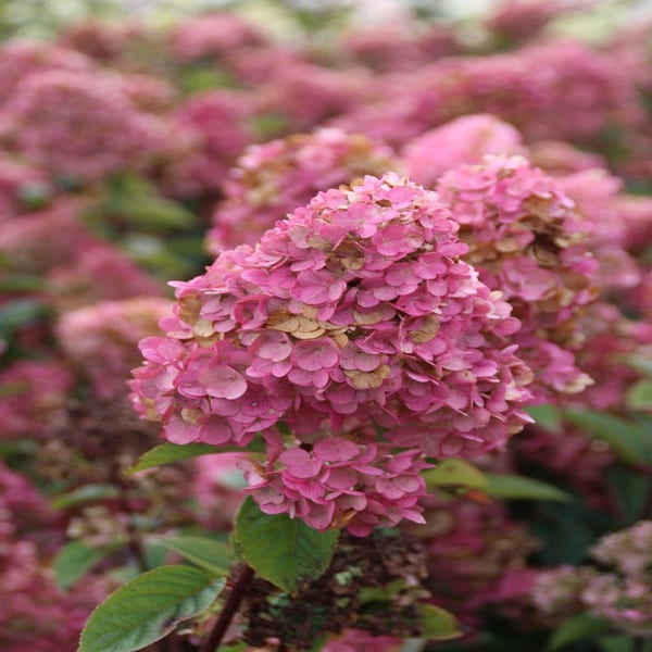 Pluimhortensia (Hydrangea paniculata 'Sundae Fraise')